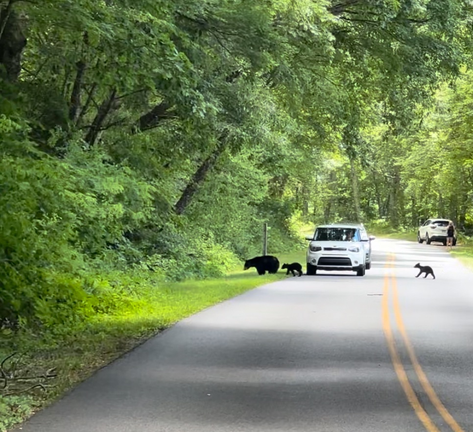 Rambles from the Road 006: Wolves in North Carolina – Beth Henshaw